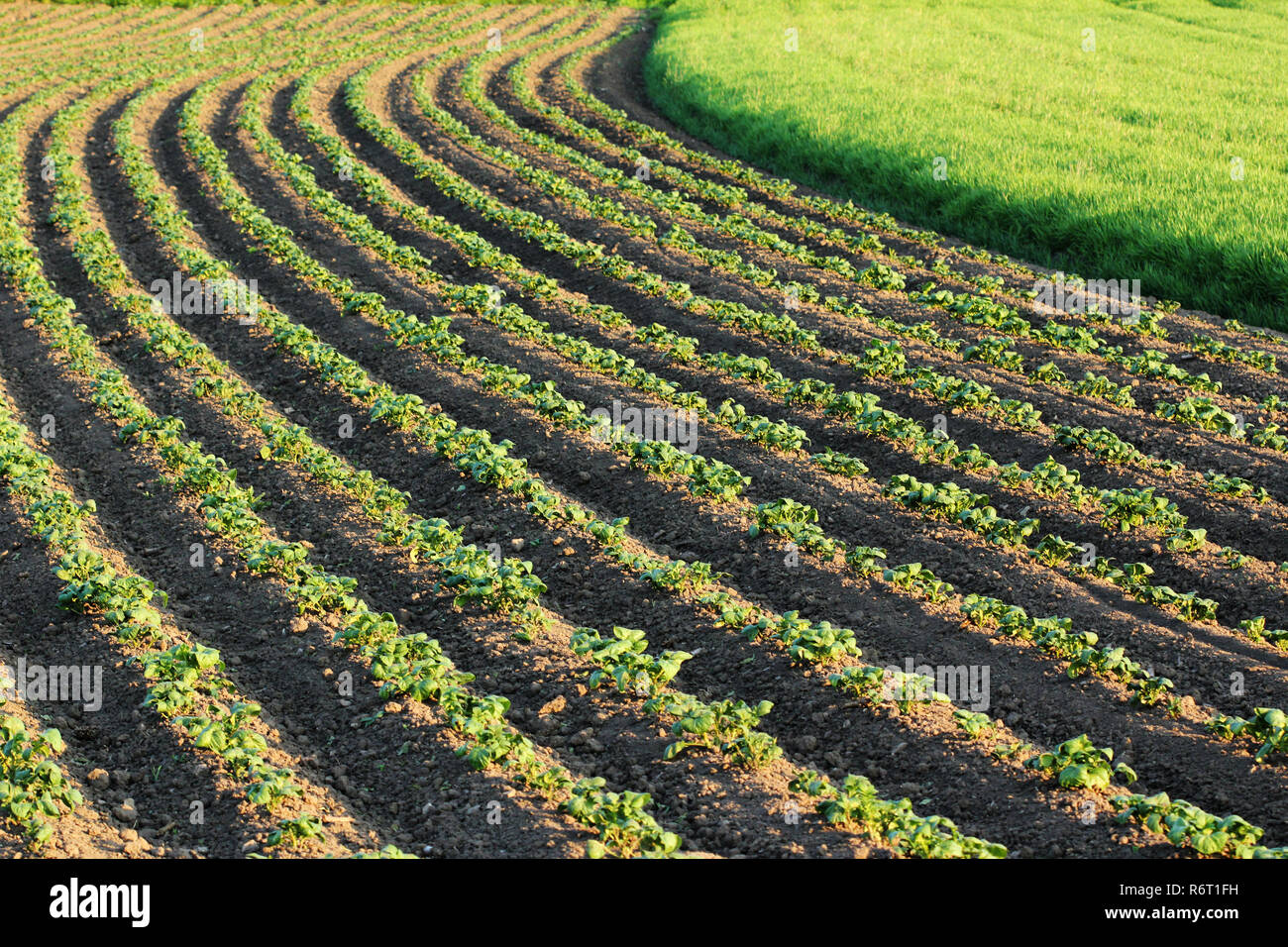 Fertile soil as basis for a functional agricultural cultivationfield ...
