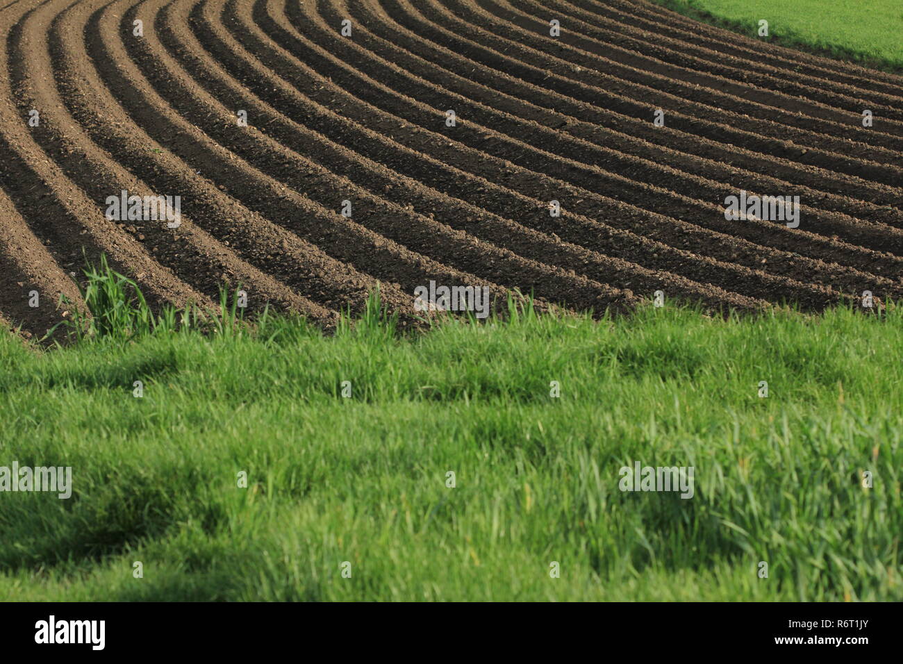 Fertile soil as basis for a functional agricultural cultivation Stock ...