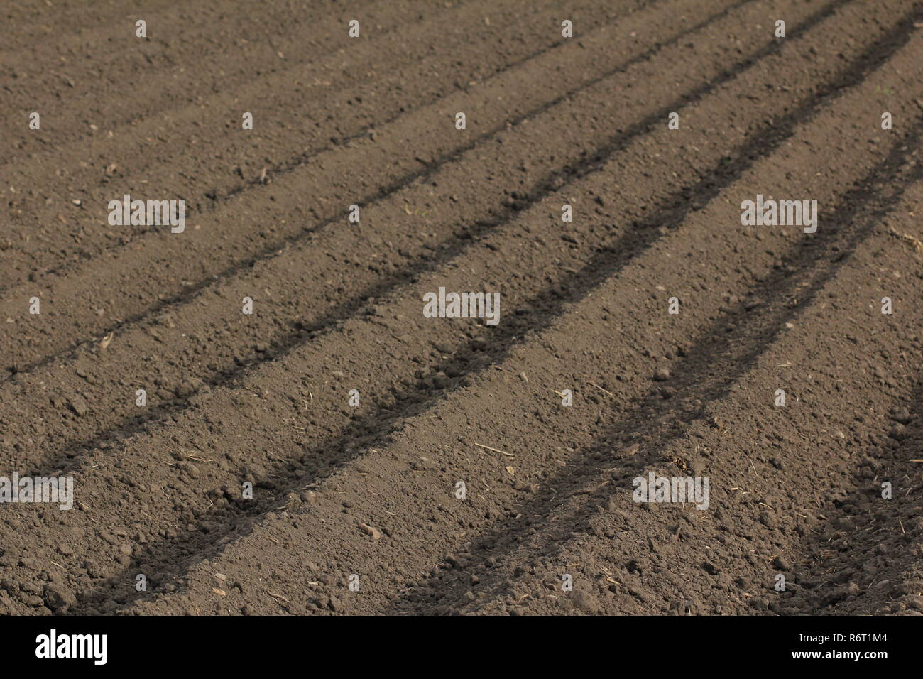 Fertile soil as basis for a functional agricultural cultivation Stock ...