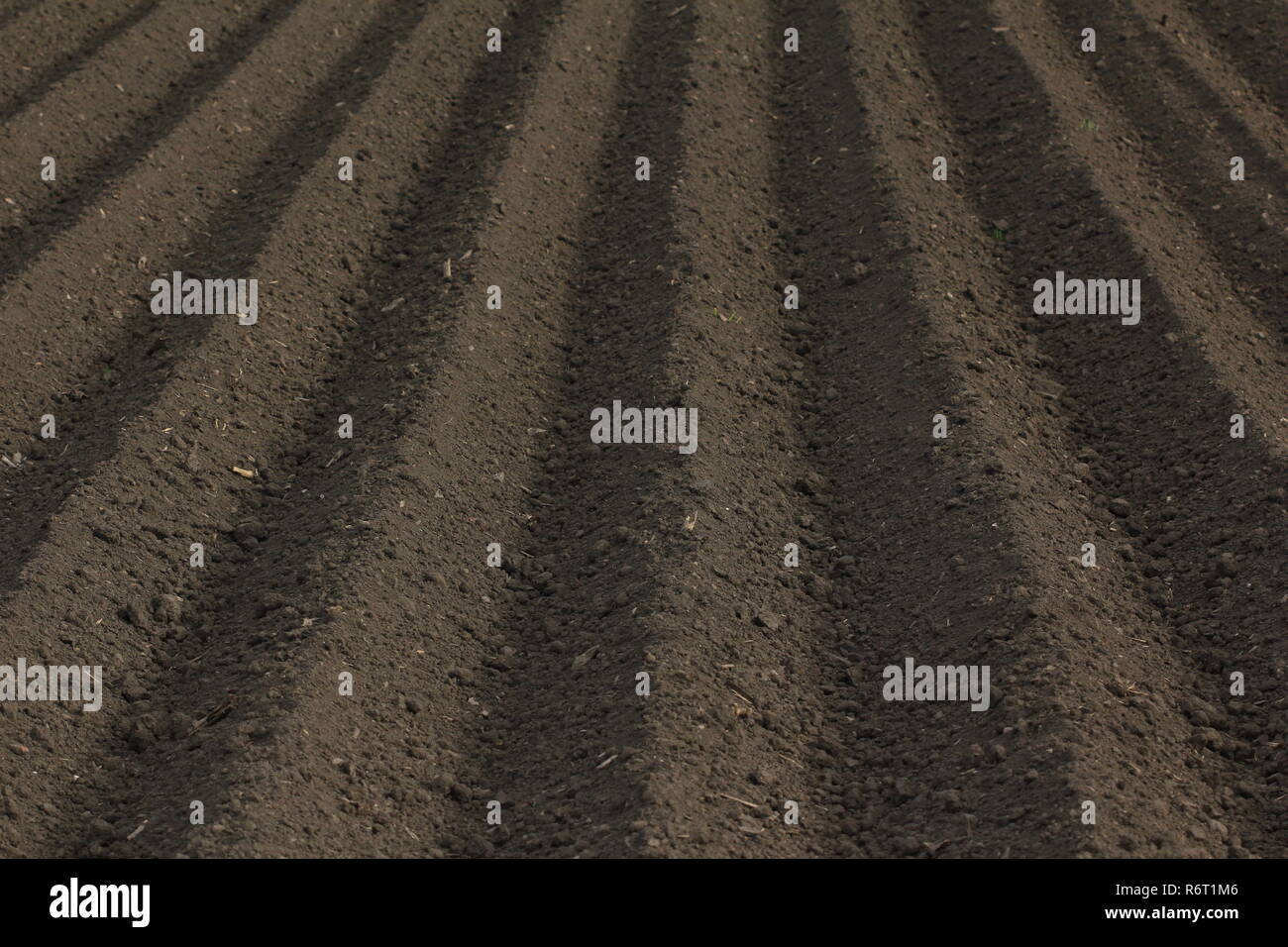 Fertile soil as basis for a functional agricultural cultivation Stock ...