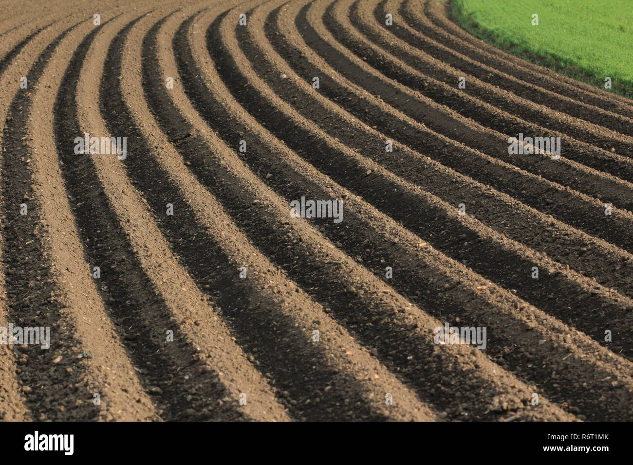 Fertile soil as basis for a functional agricultural cultivation Stock ...