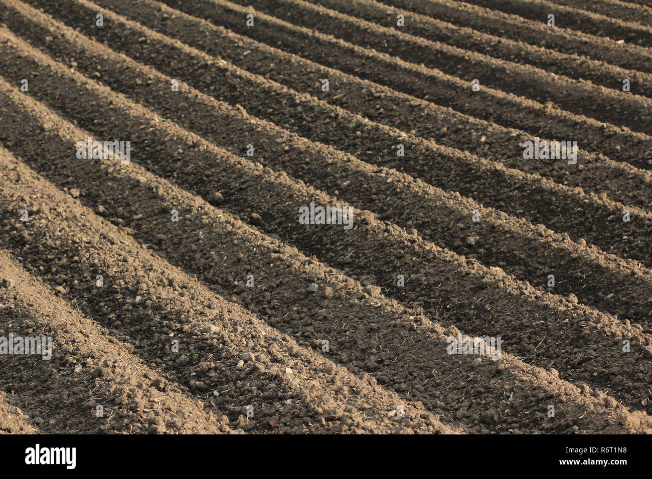 Fertile soil as basis for a functional agricultural cultivation Stock ...