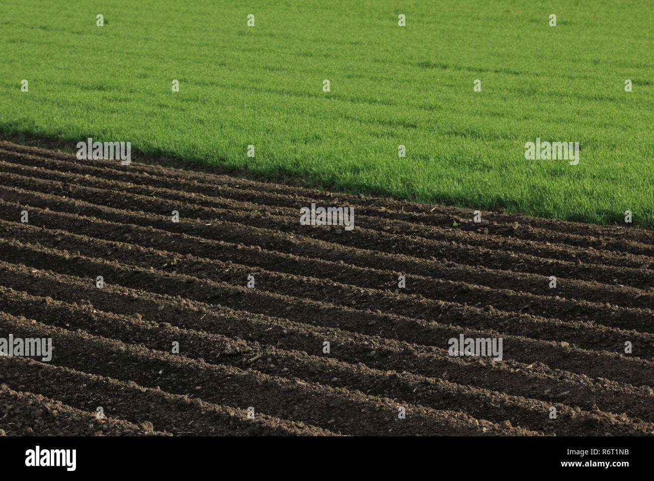 Fertile soil as basis for a functional agricultural cultivation Stock ...
