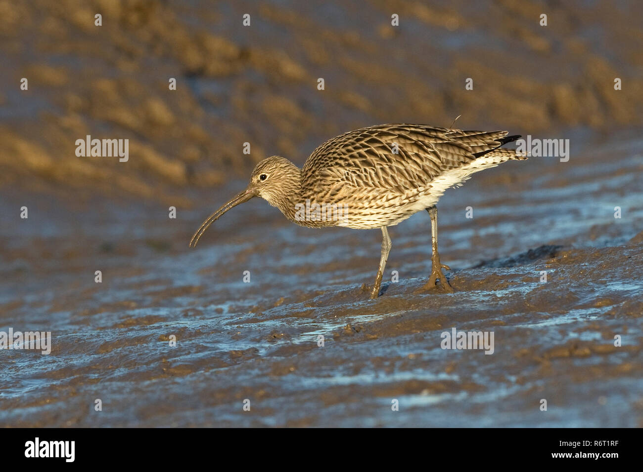 Eurasian curlew european curlew numenius hi-res stock photography and ...