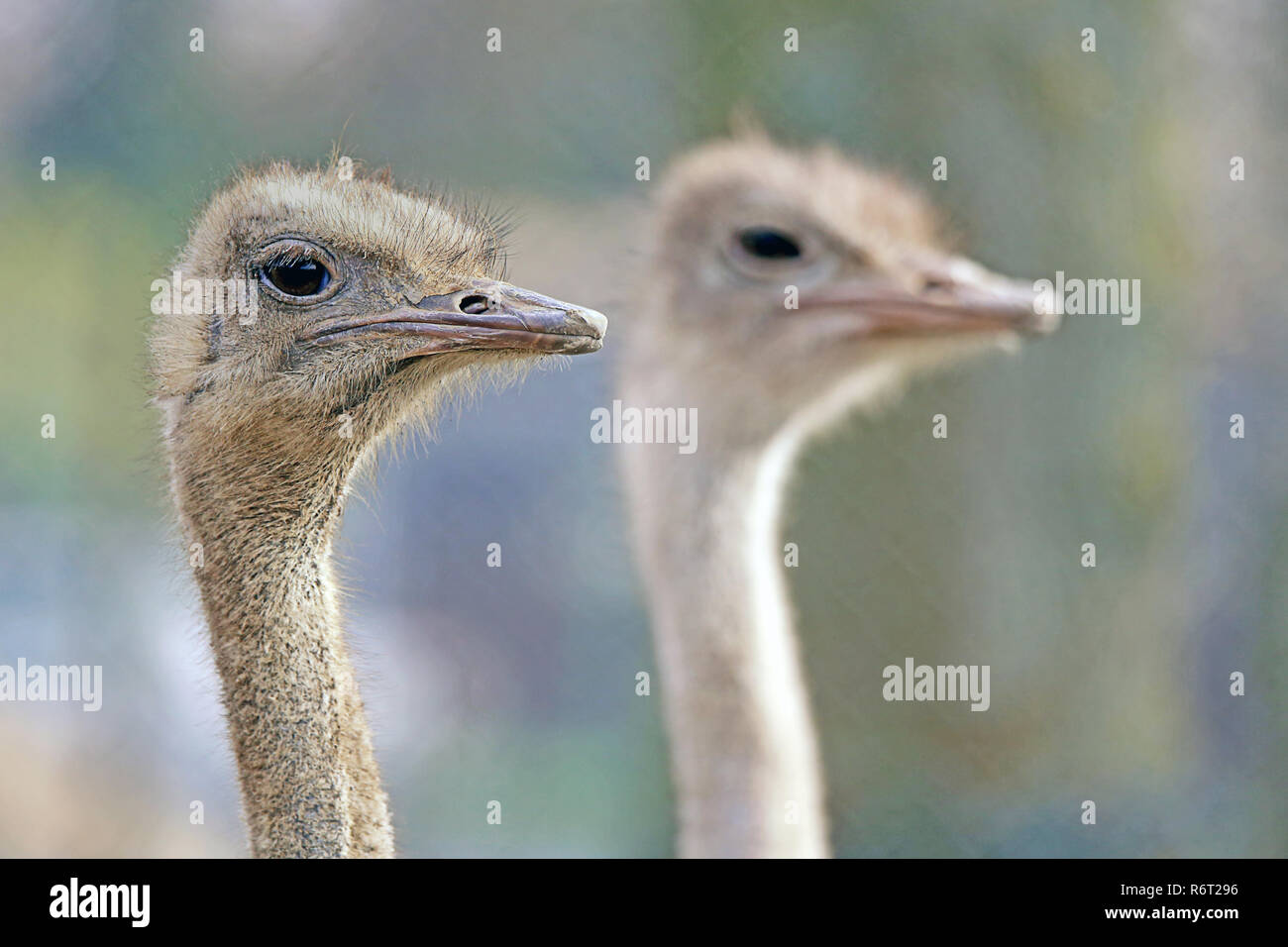 Cursorial birds hi-res stock photography and images - Alamy