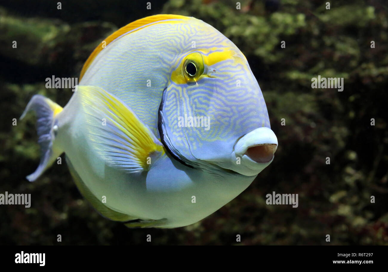 Doktorfisch hi-res stock photography and images - Alamy