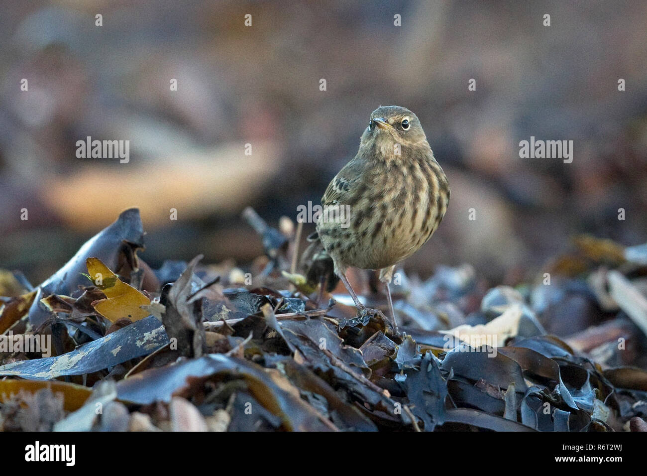 Rock pipits hi-res stock photography and images - Alamy