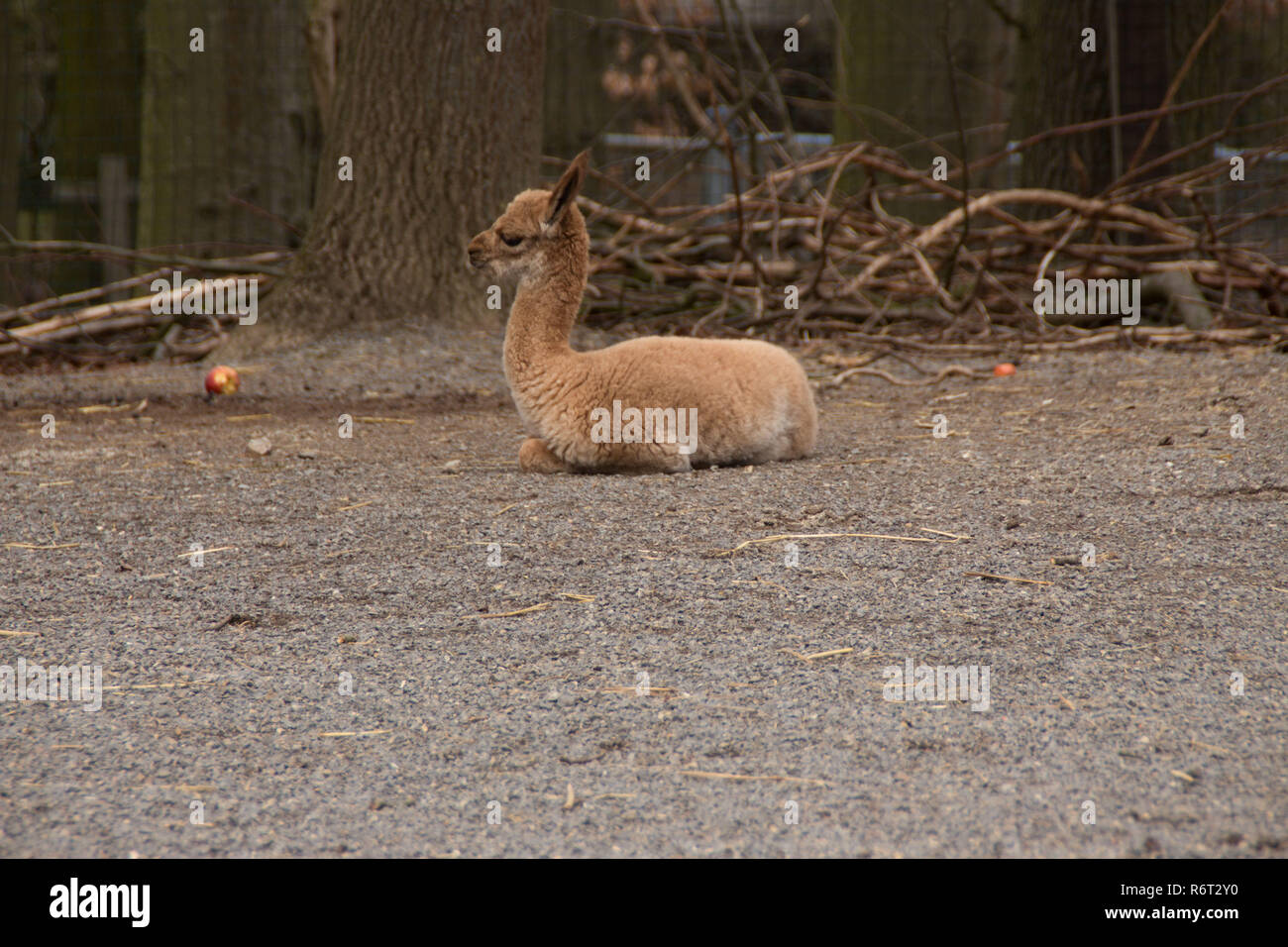Camel sleeping hi-res stock photography and images - Alamy