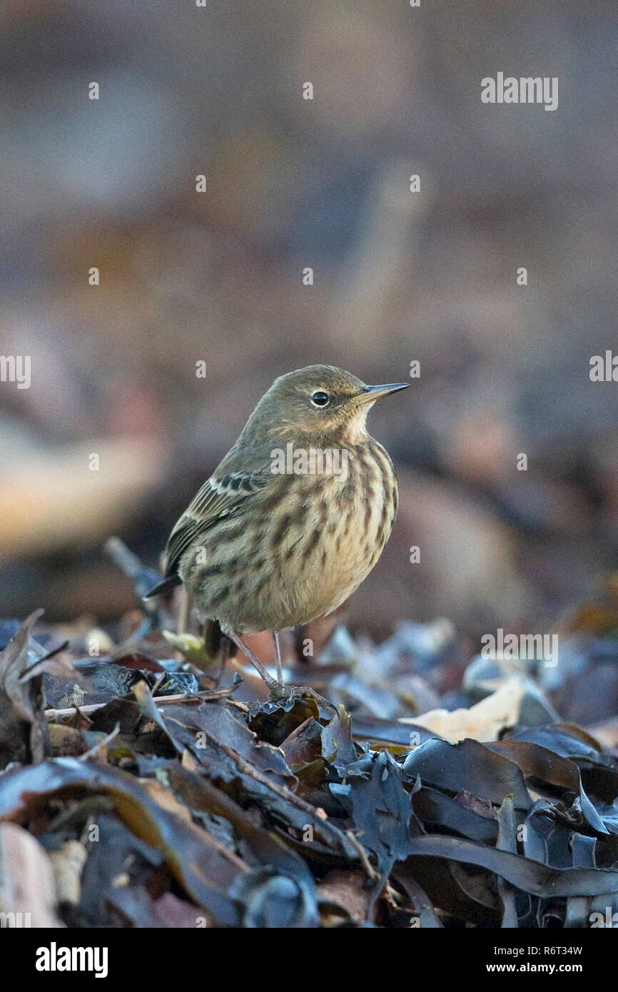 Rock pipits anthus petrosus hi-res stock photography and images - Alamy