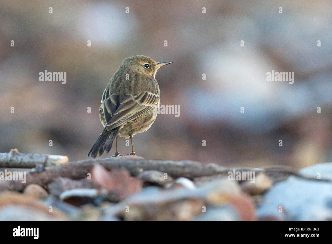 Rock pipits hi-res stock photography and images - Alamy