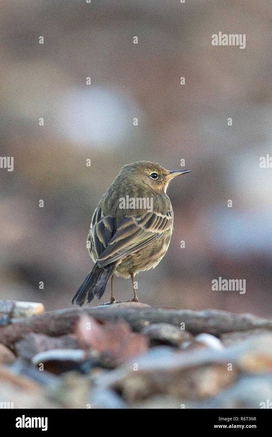 European rock pipit hi-res stock photography and images - Alamy