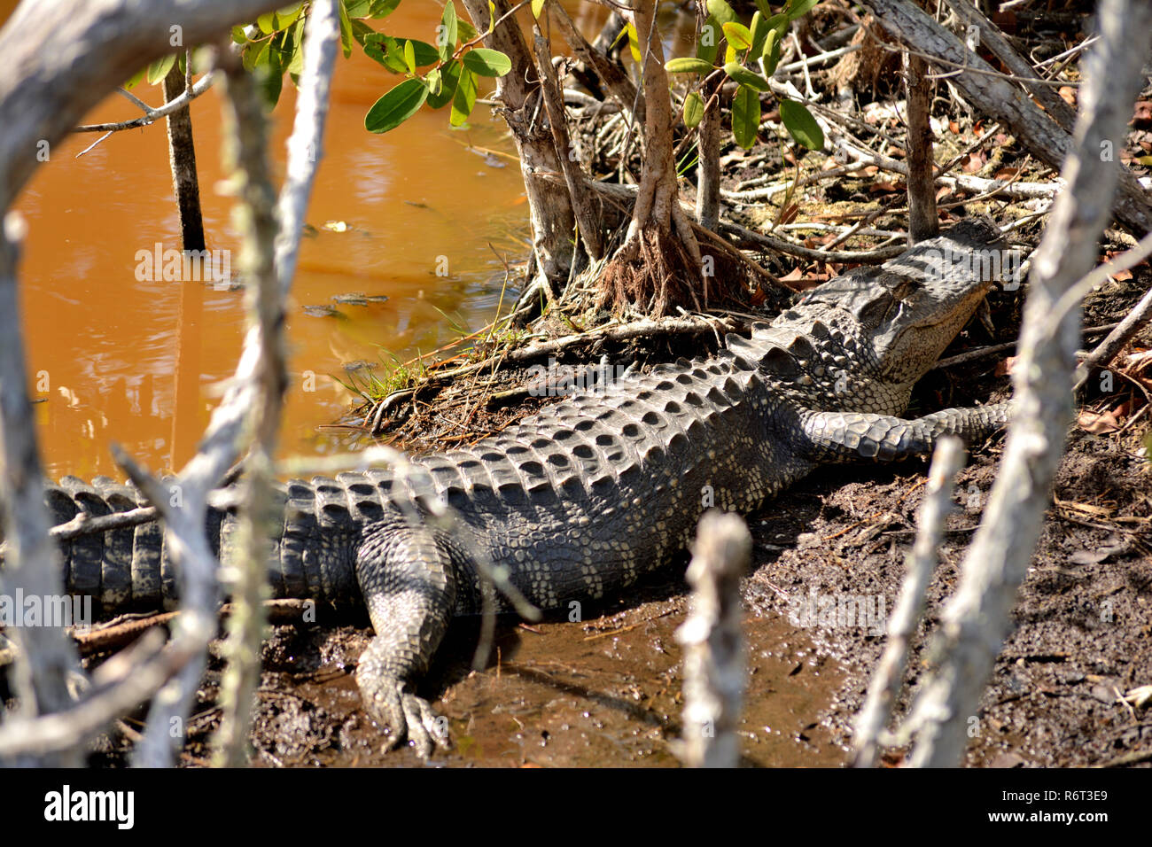 American mud fish hi-res stock photography and images - Alamy