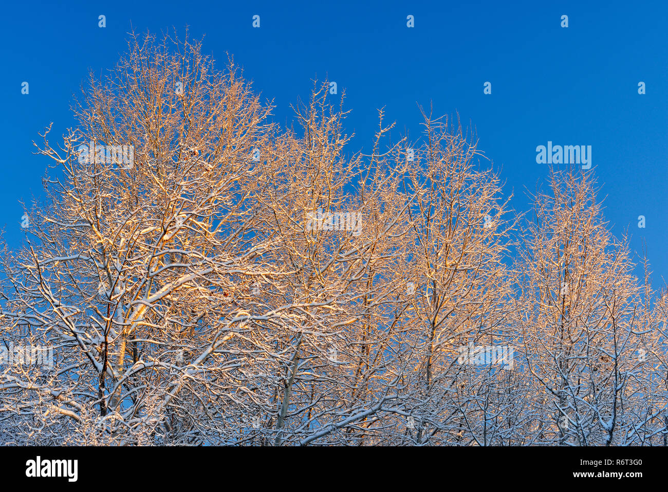 Snow-dusted trees in early morning, Greater Sudbury, Ontario, Canada ...