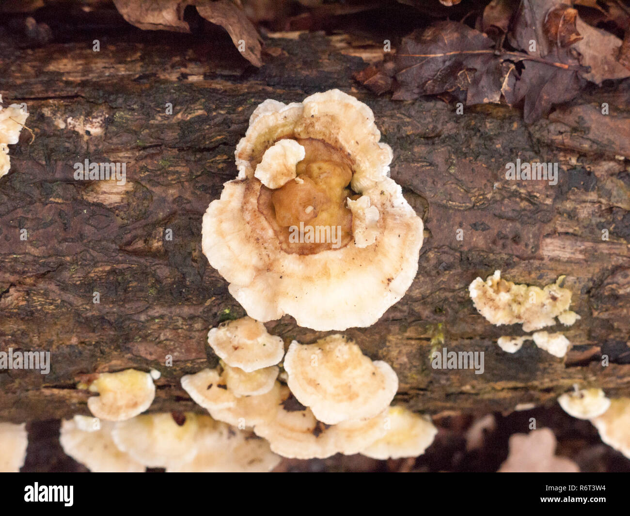 white bracket moss lichen fungus fungi growing on wood bark stump damp ...