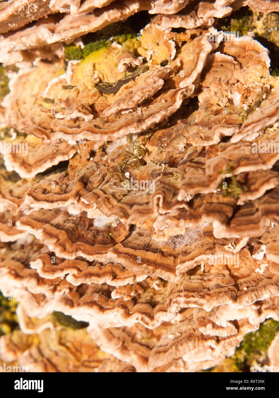 Polypous hi-res stock photography and images - Alamy