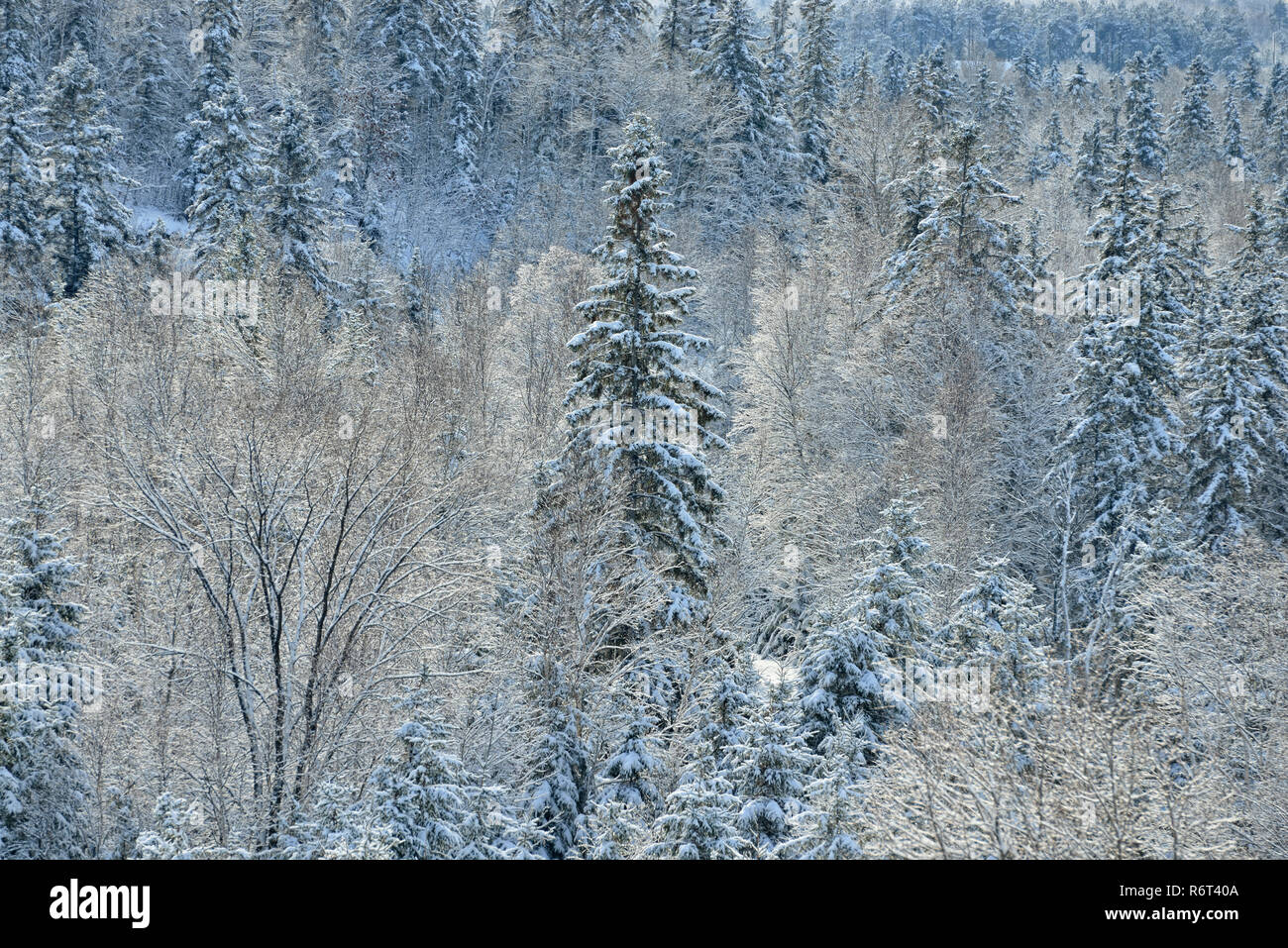 Snow-dusted trees in early winter, Greater Sudbury, Ontario, Canada ...