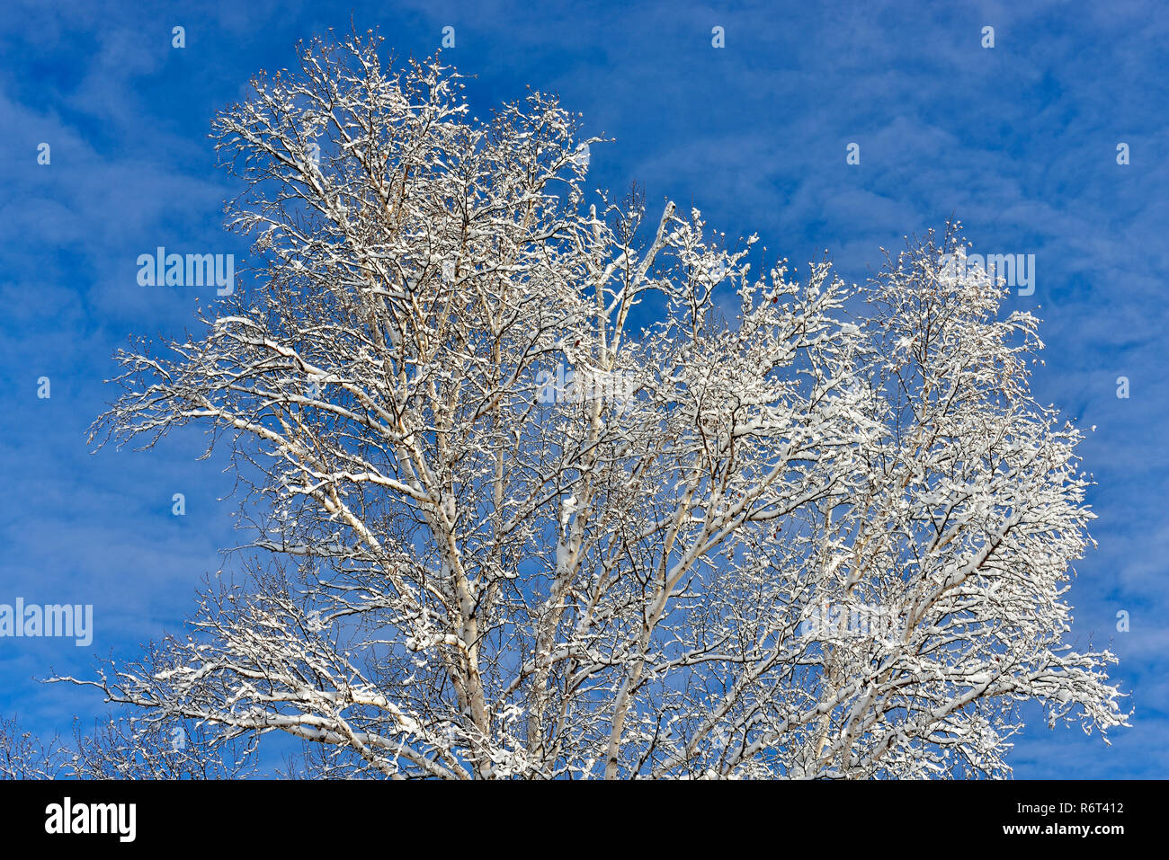 Snow-dusted trees in early winter, Greater Sudbury, Ontario, Canada ...
