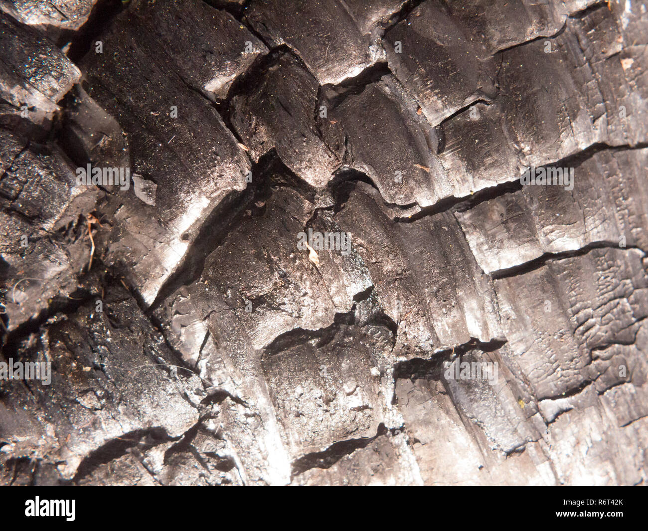 close up black texture of burnt charred tree stump forest charcoal ...