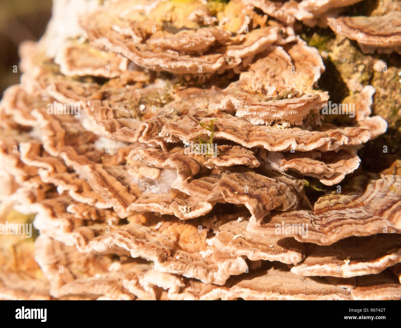 Polypous hi-res stock photography and images - Alamy