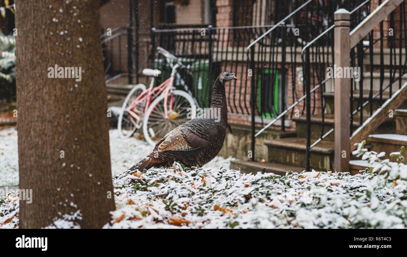 Wild Turkey living in downtown Toronto Stock Photo - Alamy
