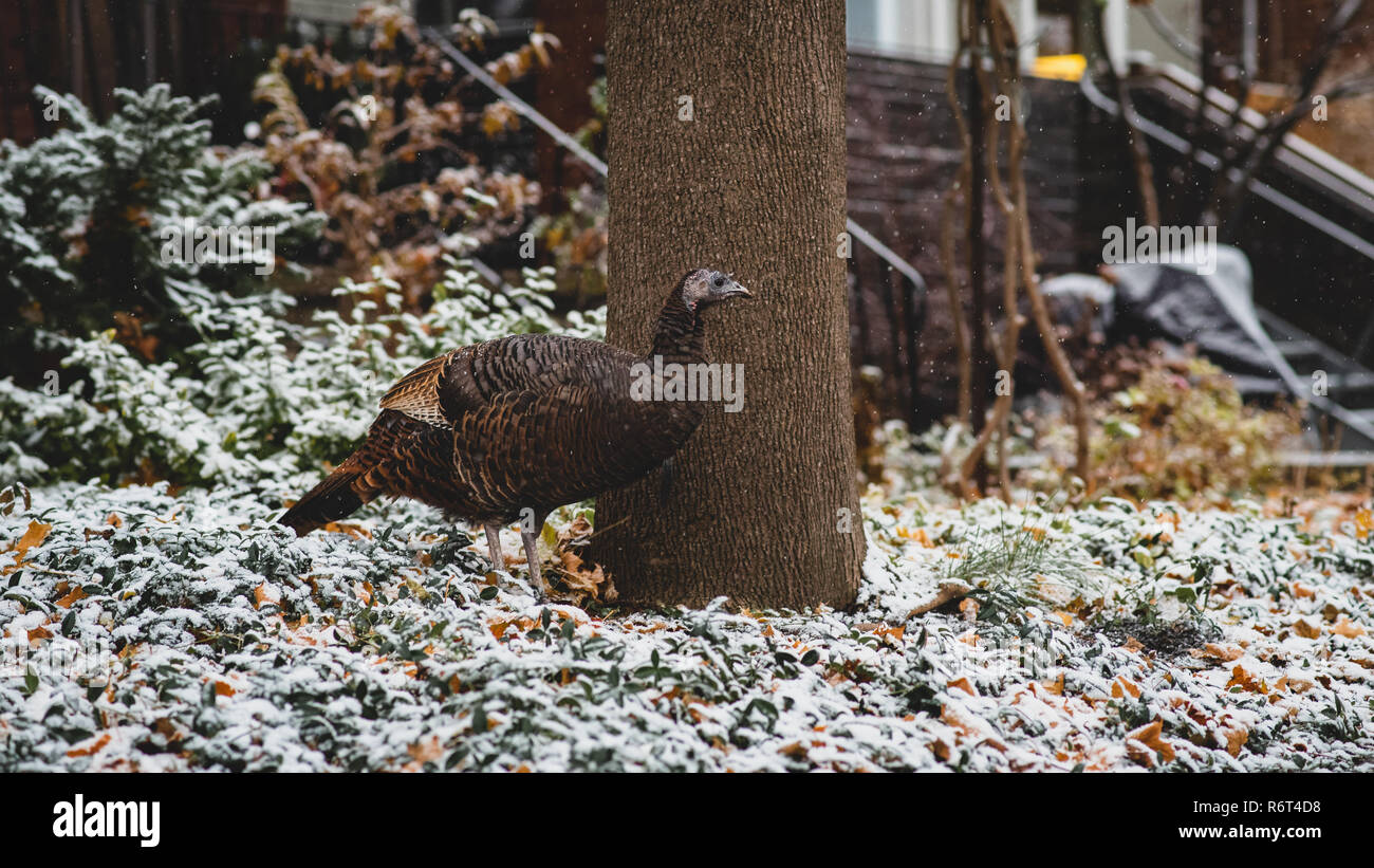 Wild Turkey living in downtown Toronto Stock Photo - Alamy