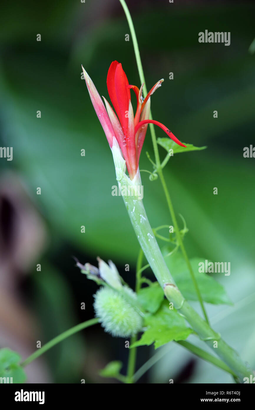 Flower of canna indica hi-res stock photography and images - Alamy