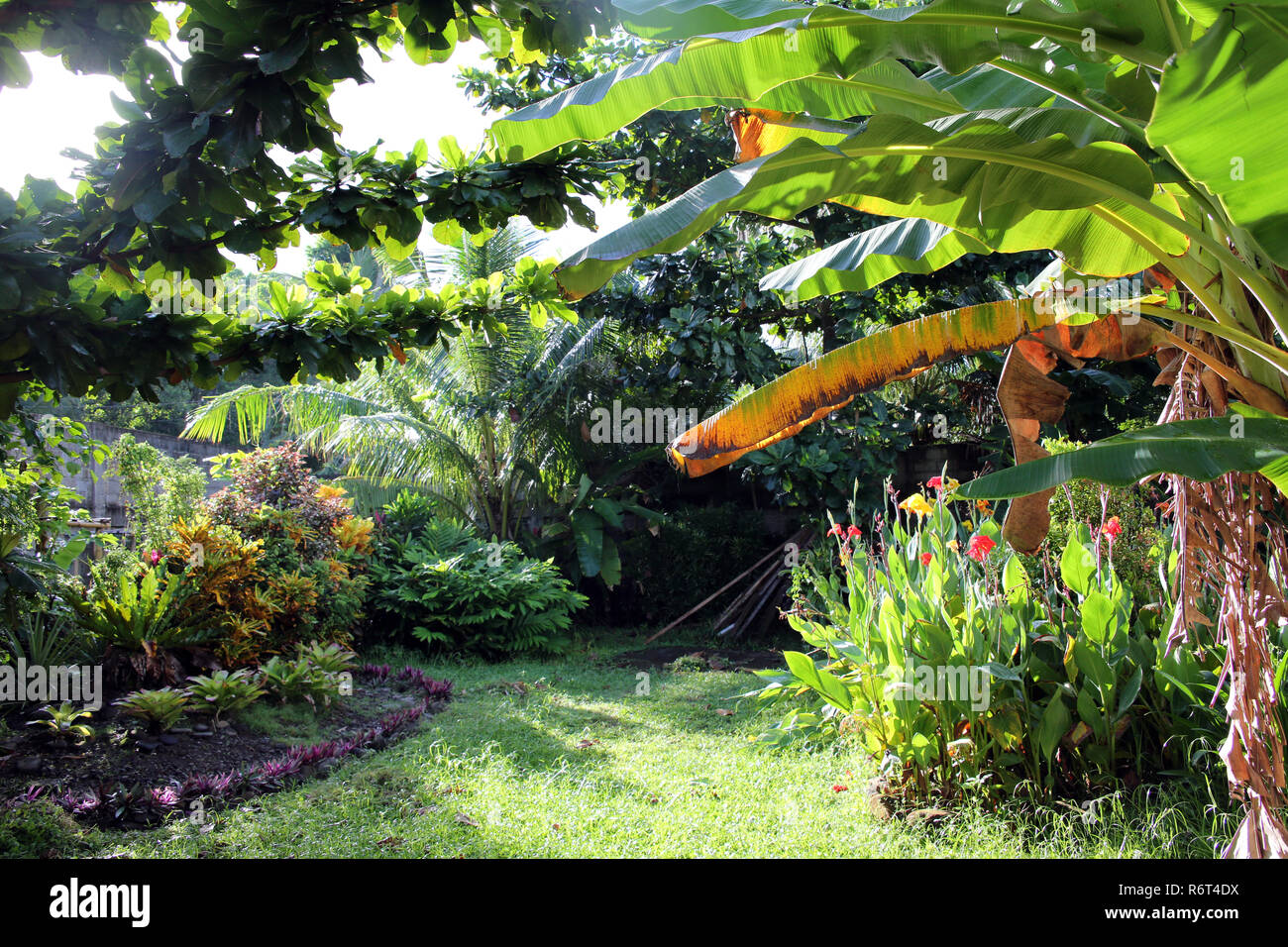 tropical garden with torch ginger,palm trees and banana plant Stock ...
