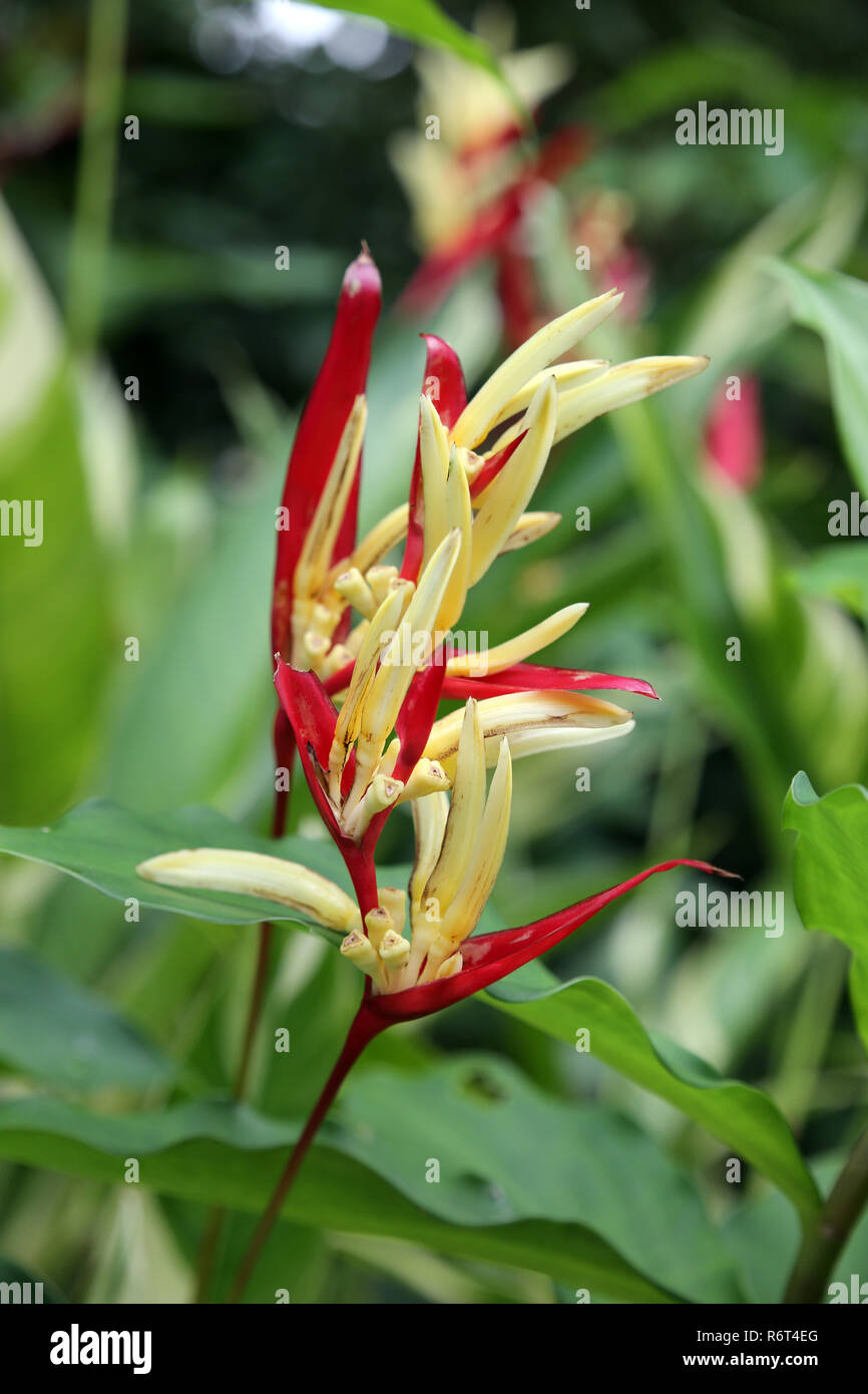 Parrot flower hi-res stock photography and images - Alamy