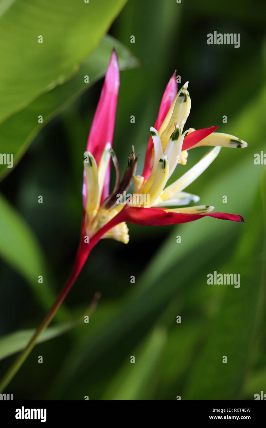 heliconia heliconia psittacorum 'lady di' Stock Photo - Alamy