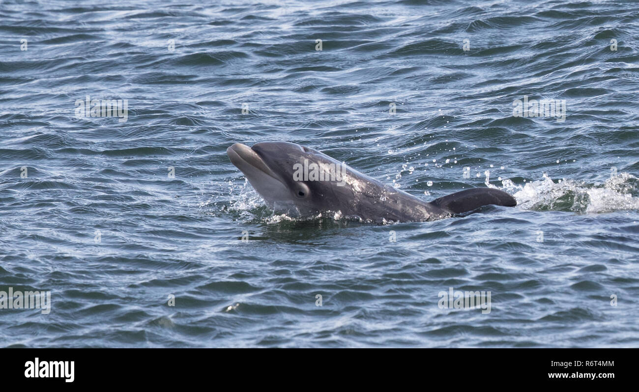 Bottlenose dolphin newborn calf Stock Photo - Alamy