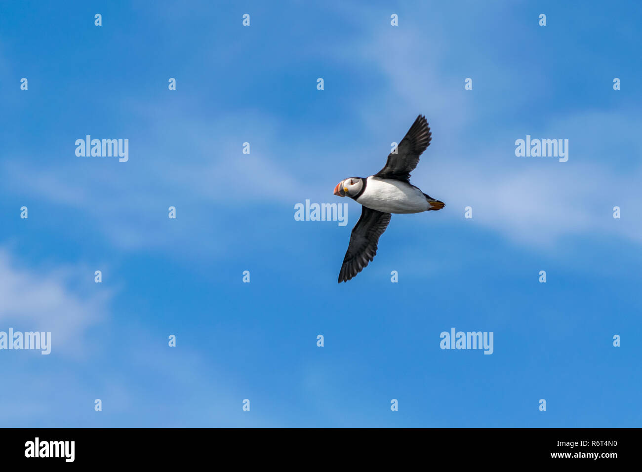 Puffin flying at Elliston Point Newfoundland Stock Photo - Alamy