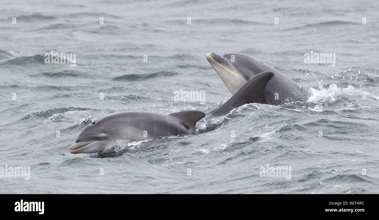 Dolphin Calf Newborn