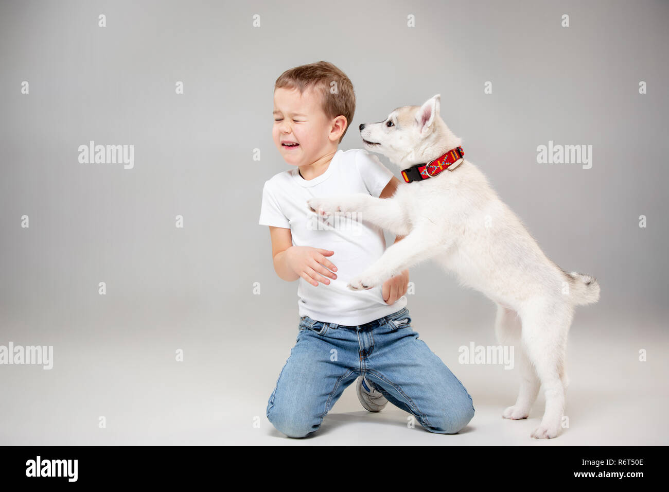 Portrait of a joyful little boy having fun with siberian husky puppy on ...