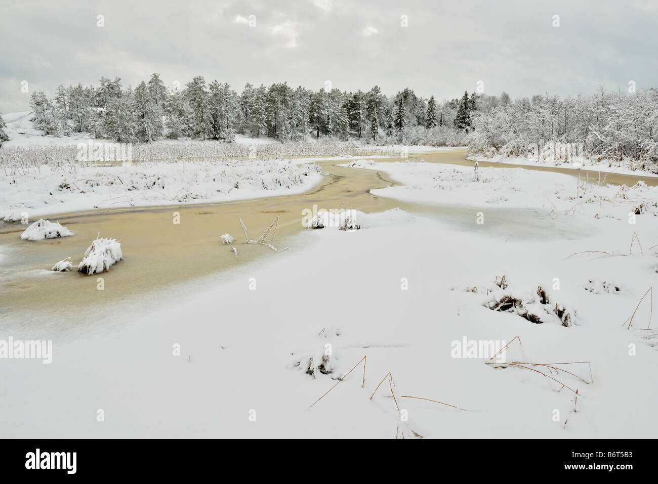 Fresh wet snow clinging to tree branches and grasses in a wetland ...
