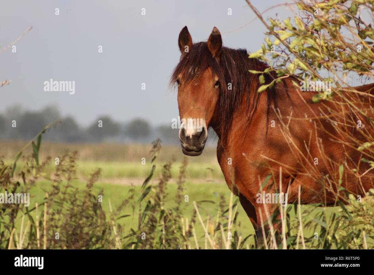 Fat mare hi-res stock photography and images - Alamy
