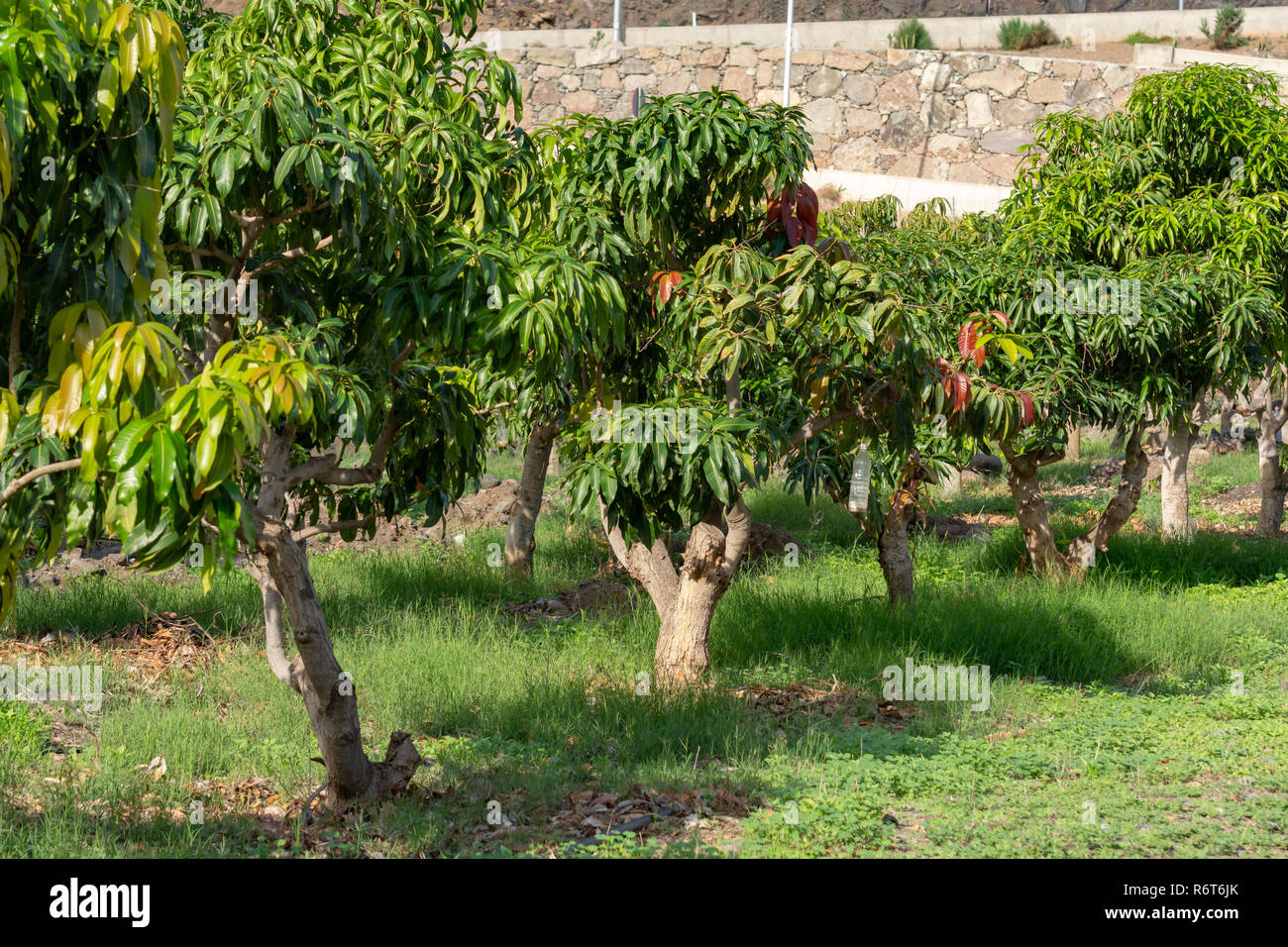 Tropical mango tree after harvesting growing in orchard on Gran Canaria ...