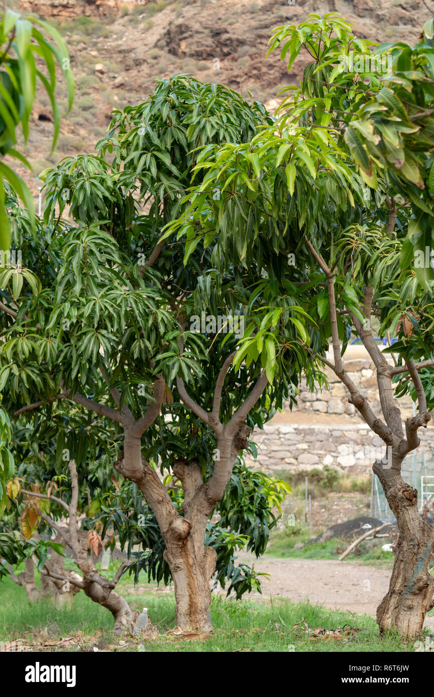 Tropical mango tree after harvesting growing in orchard on Gran Canaria ...