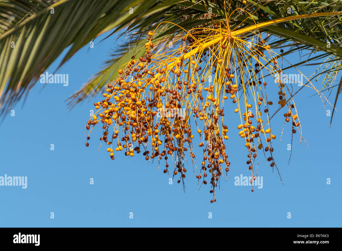 Bunch of barhi dates fruits growing on tropical palm tree close up ...