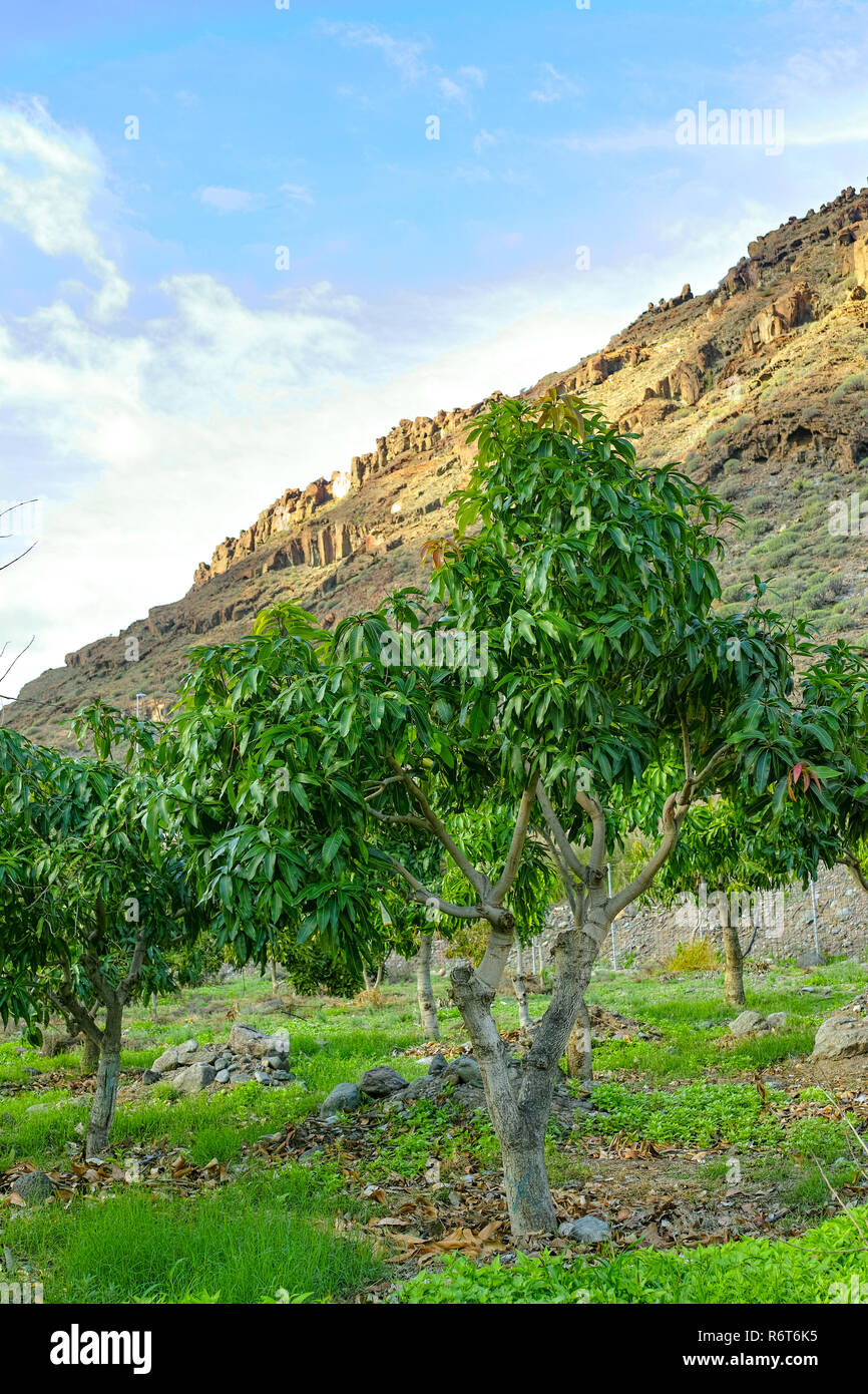 Tropical mango tree after harvesting growing in orchard on Gran Canaria ...