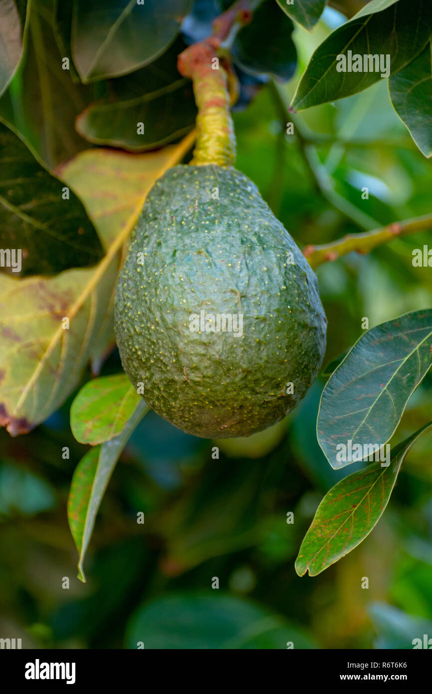 Tropical avocado tree with ripe green avocado fruits growing on ...
