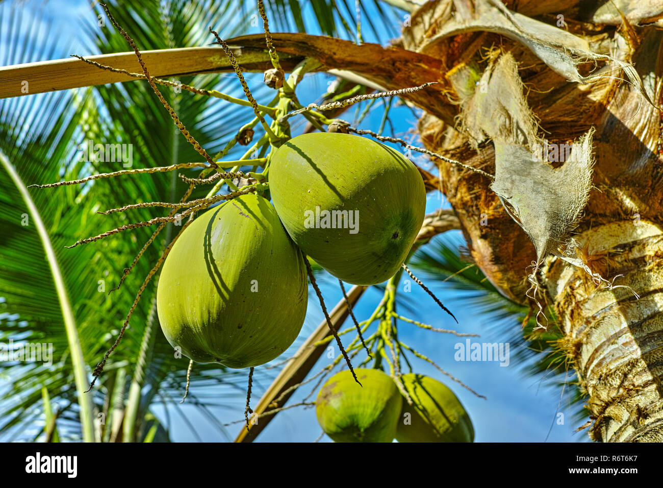 Big ripe coconuts hanging on coconut palm tree close up ready for ...