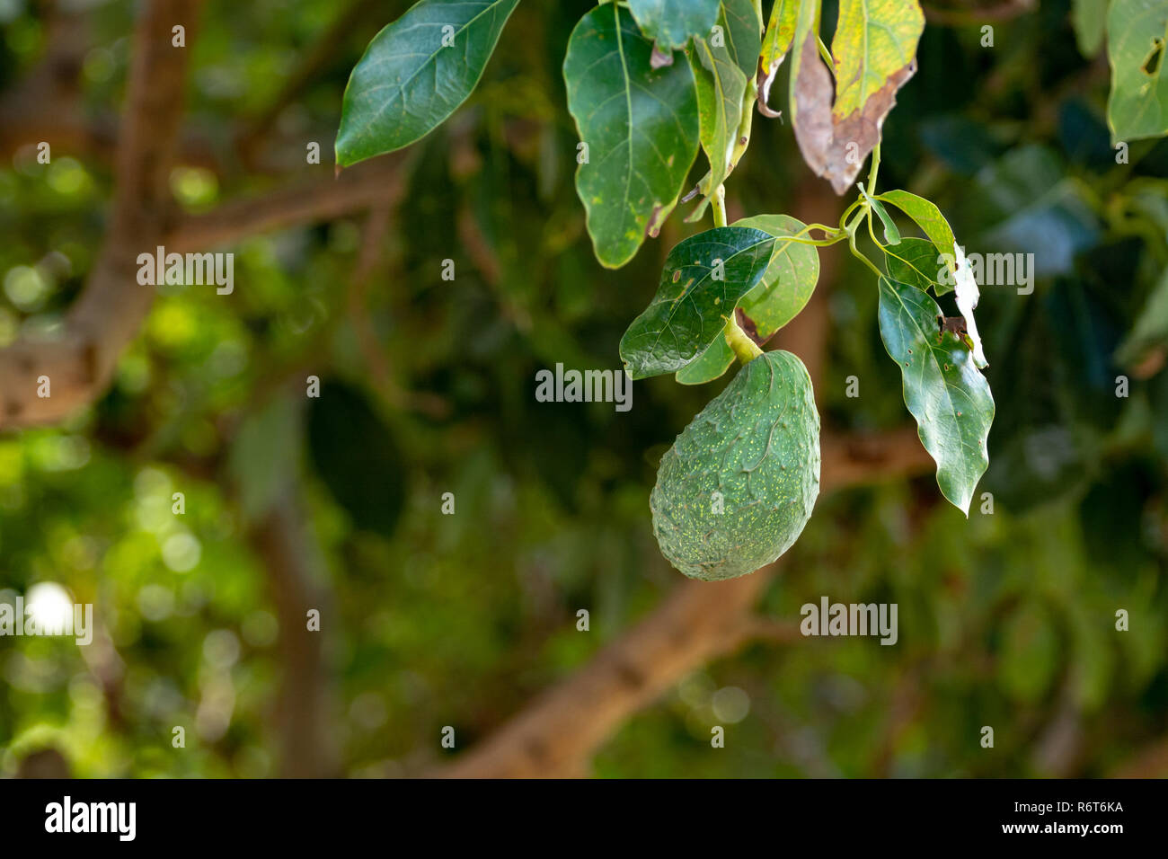 Tropical avocado tree with ripe green avocado fruits growing on ...