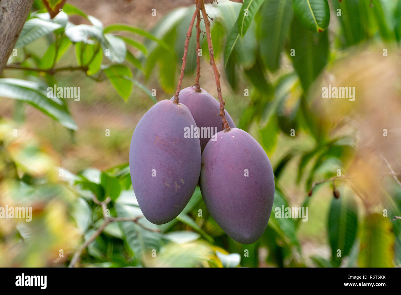 Tropical mango tree with big ripe mango fruits growing in orchard on ...