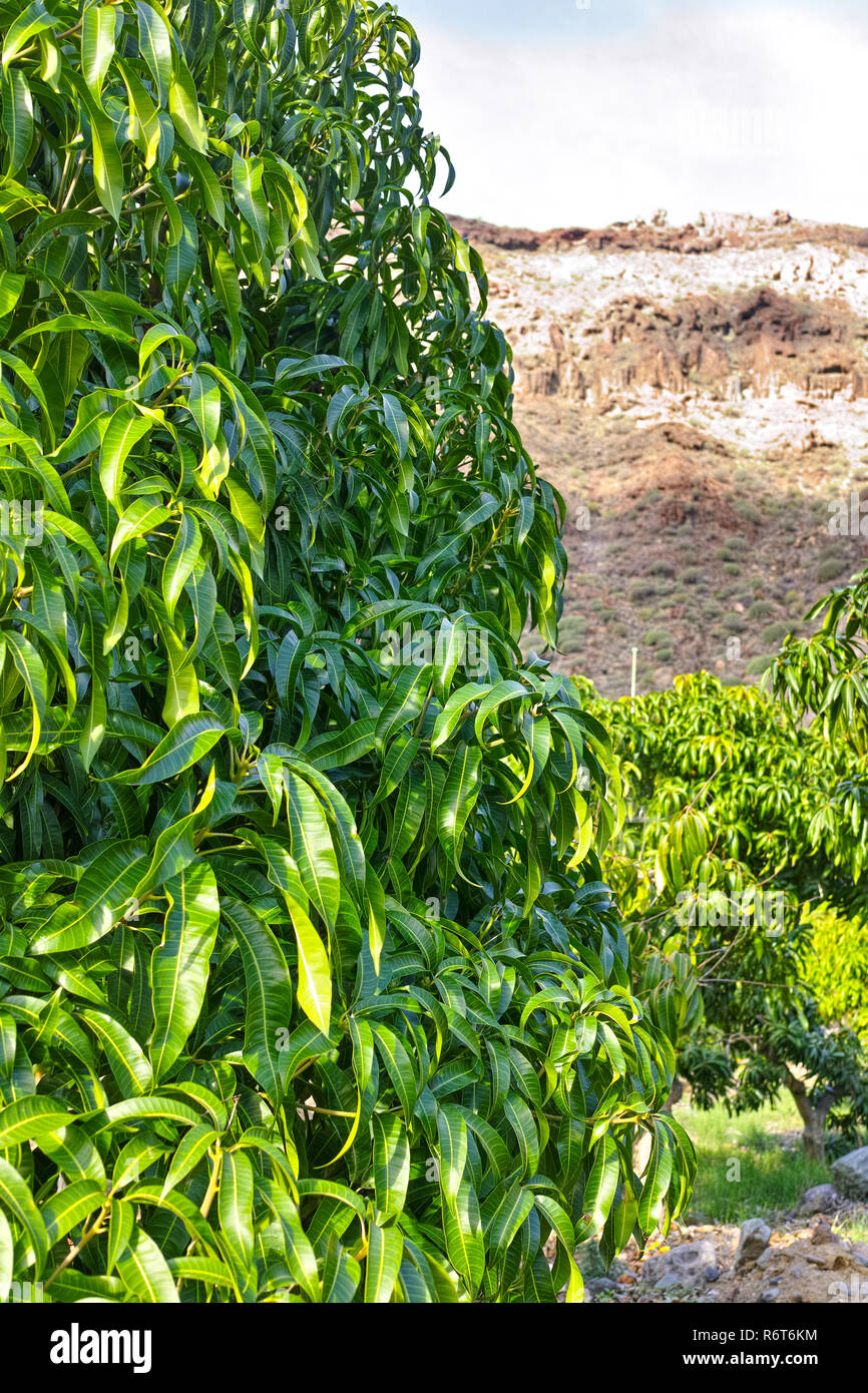 Tropical mango tree after harvesting growing in orchard on Gran Canaria ...