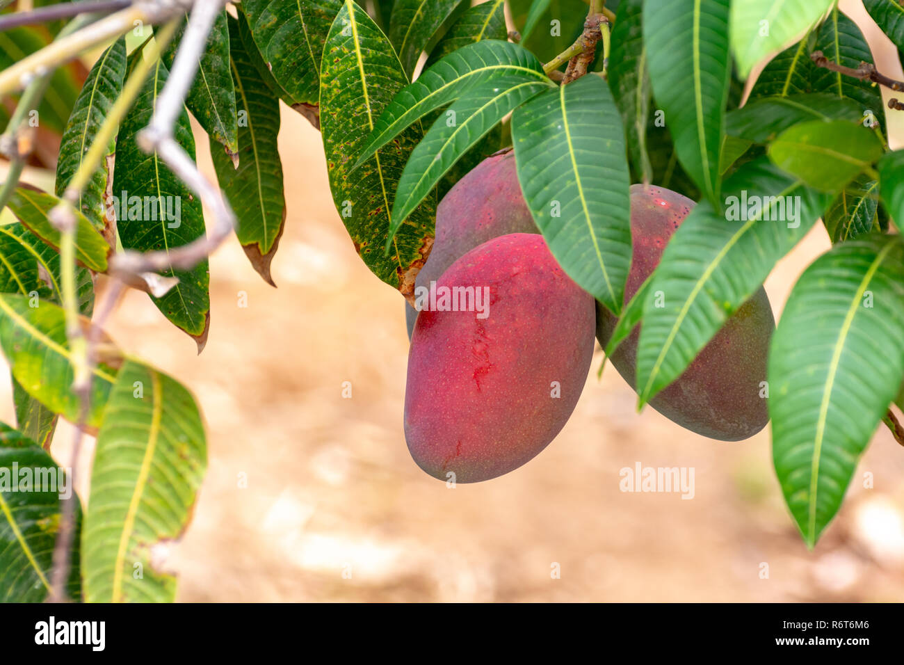 Tropical mango tree with big ripe mango fruits growing in orchard on ...