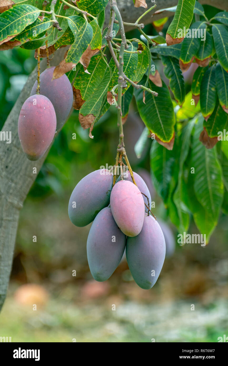 Tropical mango tree with big ripe mango fruits growing in orchard on ...
