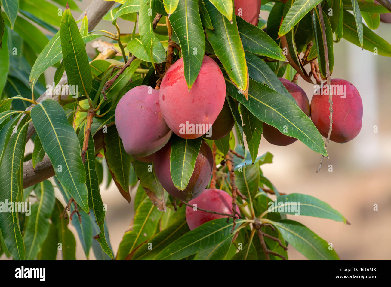 Tropical mango tree with big ripe mango fruits growing in orchard on ...