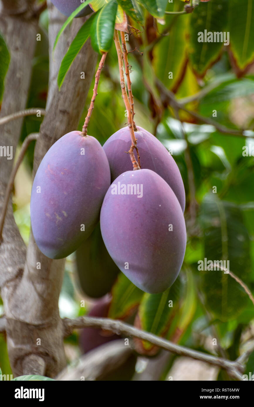 Tropical mango tree with big ripe mango fruits growing in orchard on ...