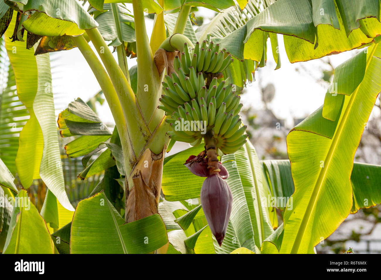 Tropical banana palm tree with green banana fruits growing on banana ...