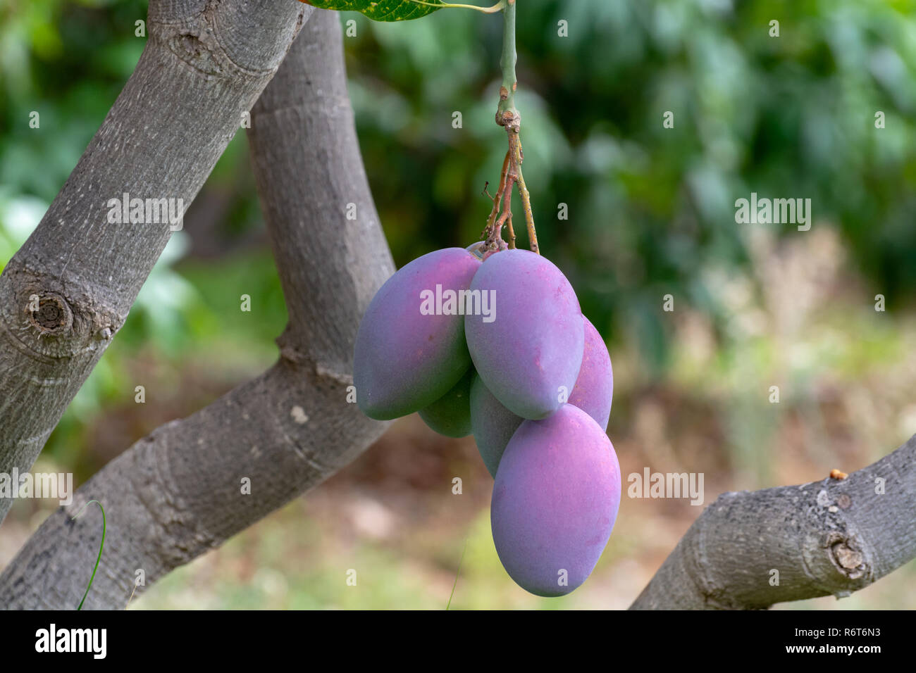 Tropical mango tree with big ripe mango fruits growing in orchard on ...